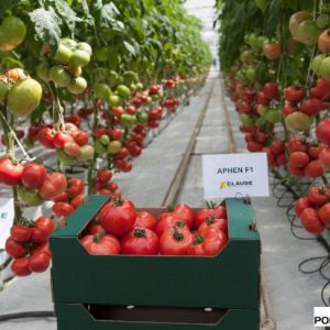 Pomidor Aphen F1 - Tomato nasiona Holenderskie profesjonalne