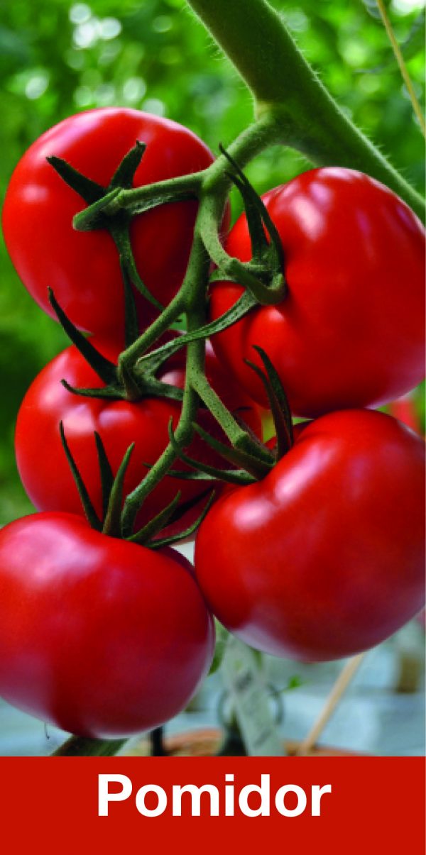 Pomidor VP1 F1 - Tomato nasiona Holenderskie profesjonalne