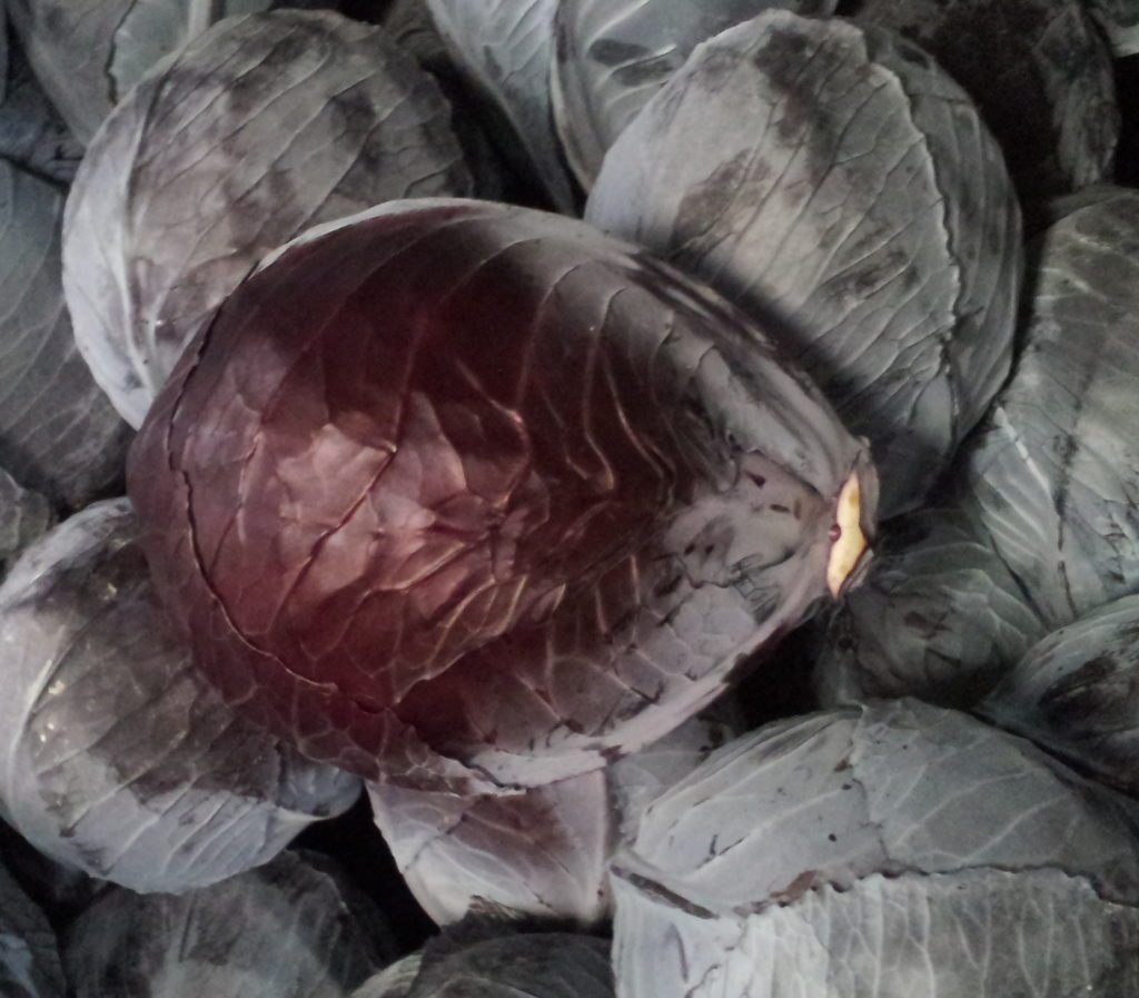 Kapusta czerwona Rozera F1 - Tomato nasiona Holenderskie